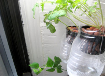 Window Farms: An experiment in urban agriculture