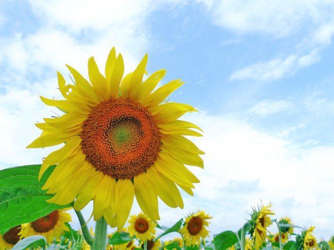 Millions of Sunflowers Soak Up Nuclear Radiation in Fukushima