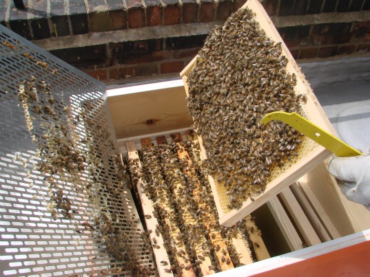 Bee hive Inmidtown | Inhabitat - Green Design, Innovation, Architecture ...