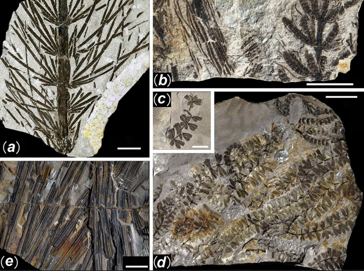 Ancient-Ancient Forest « Inhabitat – Green Design, Innovation ...