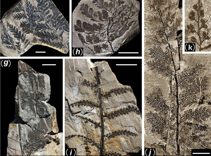Ancient-Ancient Forest « Inhabitat – Green Design, Innovation ...