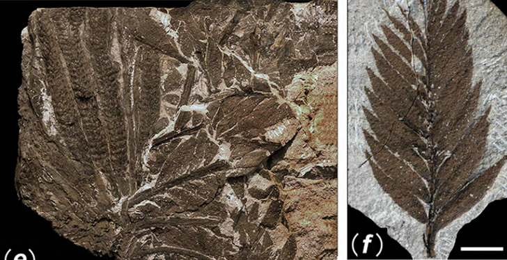Ancient-Ancient Forest | Inhabitat - Green Design, Innovation ...