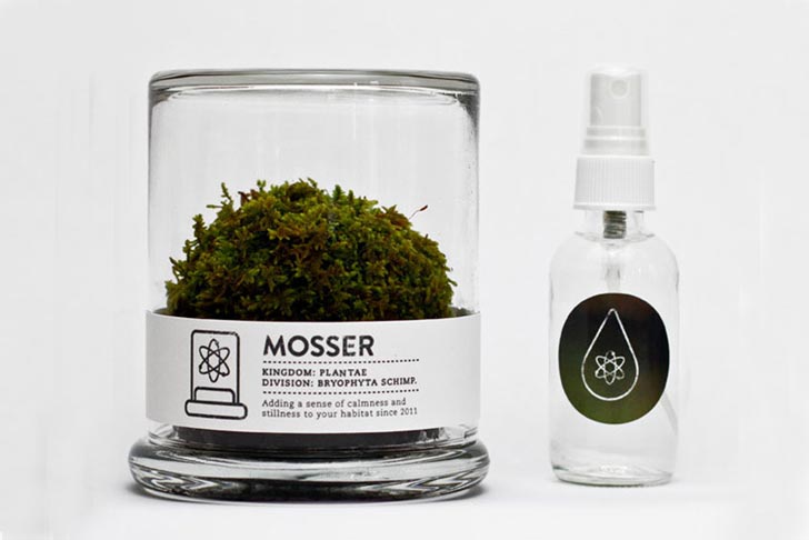 Mosser Is a Simple Moss Terrarium for Your Windowsill!