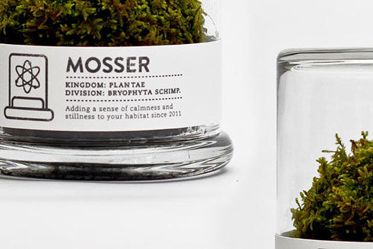 Mosser Is a Simple Moss Terrarium for Your Windowsill!