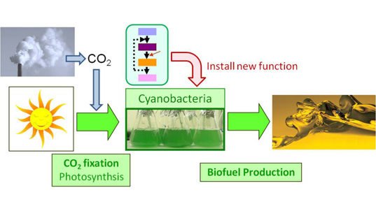 UC Davis Researchers Engineer Blue-Green Algae to Make Fuel From Sunlight