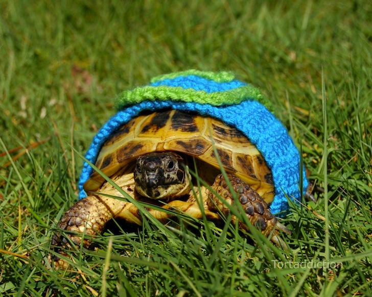 tortoise cozy blue green | Inhabitat - Green Design, Innovation ...