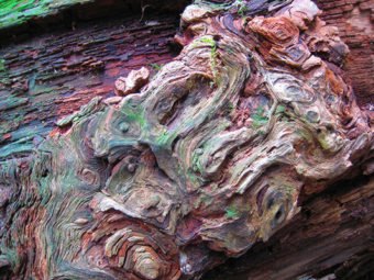 Poachers are Destroying California's Giant Redwood Trees