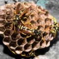 Paper Wasp Nest « Inhabitat – Green Design, Innovation, Architecture ...