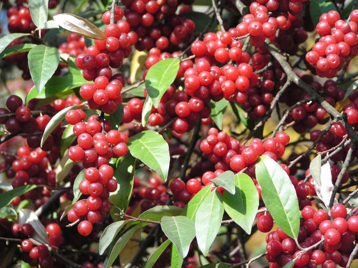 Eating-Invasive-Species | Inhabitat - Green Design, Innovation ...