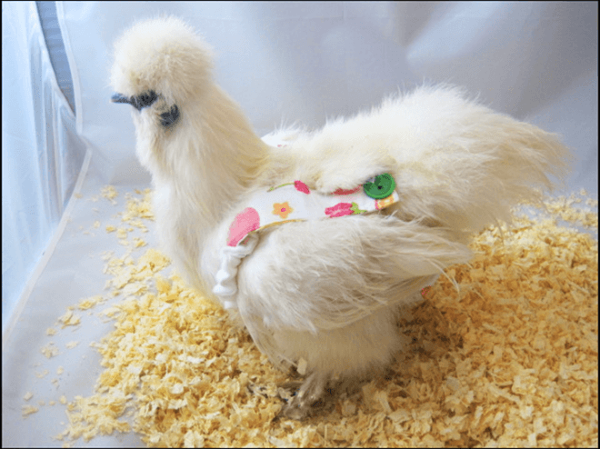 Yes, chicken diapers are actually a thing