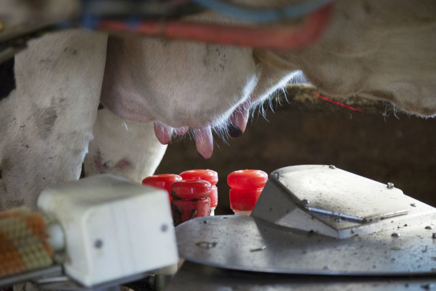 Controversial hormone treatment proposed to reduce methane emissions ...