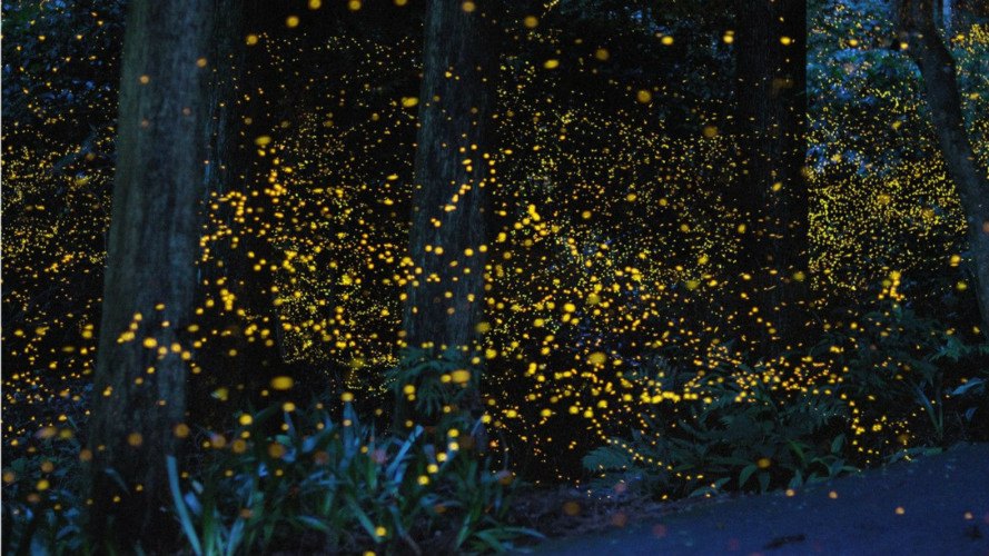 Firefly park in China | Inhabitat - Green Design, Innovation ...
