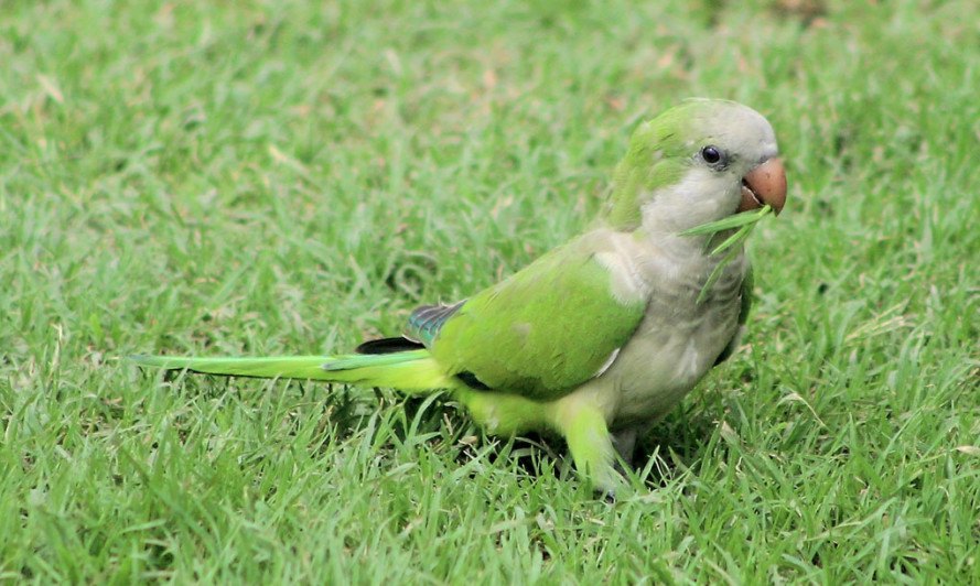 India's “Birdman” has fed 4,000 wild parakeets every day for the last ...
