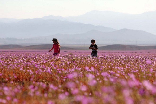 El Niño causes thousands of flowers to bloom in Chile's Atacama Desert