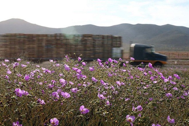 El Niño causes thousands of flowers to bloom in Chile's Atacama Desert
