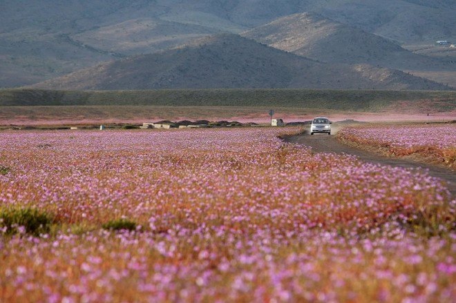 El Niño causes thousands of flowers to bloom in Chile's Atacama Desert