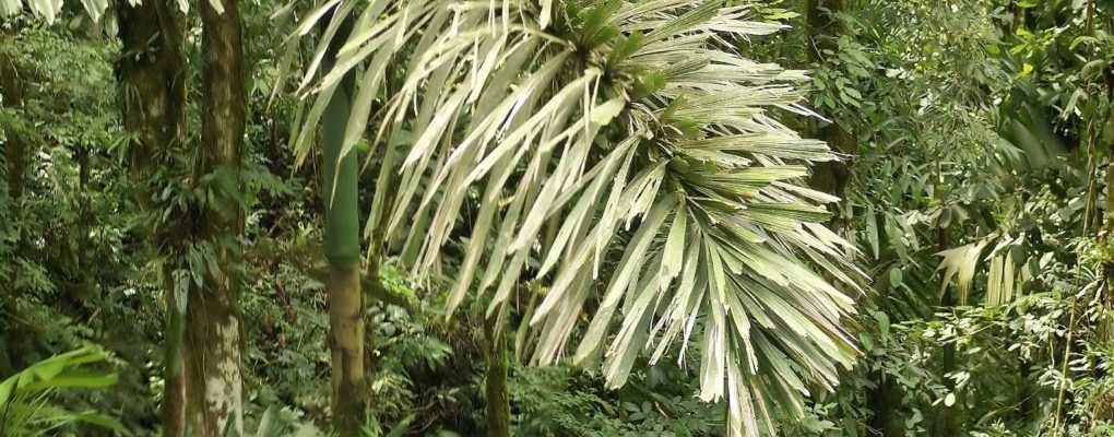 The "Walking trees" of Central and South America move a few centimeters ...
