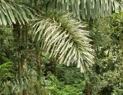 The "Walking trees" of Central and South America move a few centimeters ...