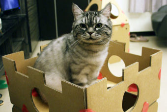 This modular cardboard cat house is the ultimate play space for kitty