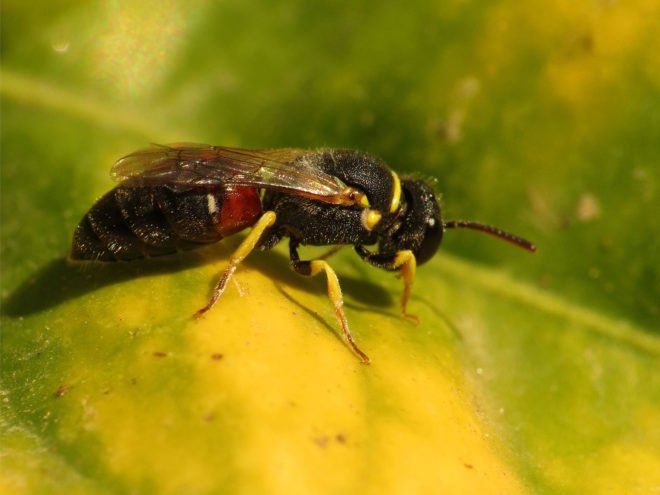 Bees placed on the endangered species list for the very first time