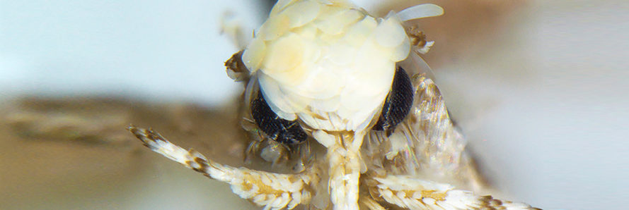 This moth is named after Donald Trump