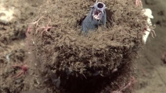 Oozing hagfish spill covers Oregon highway with slime