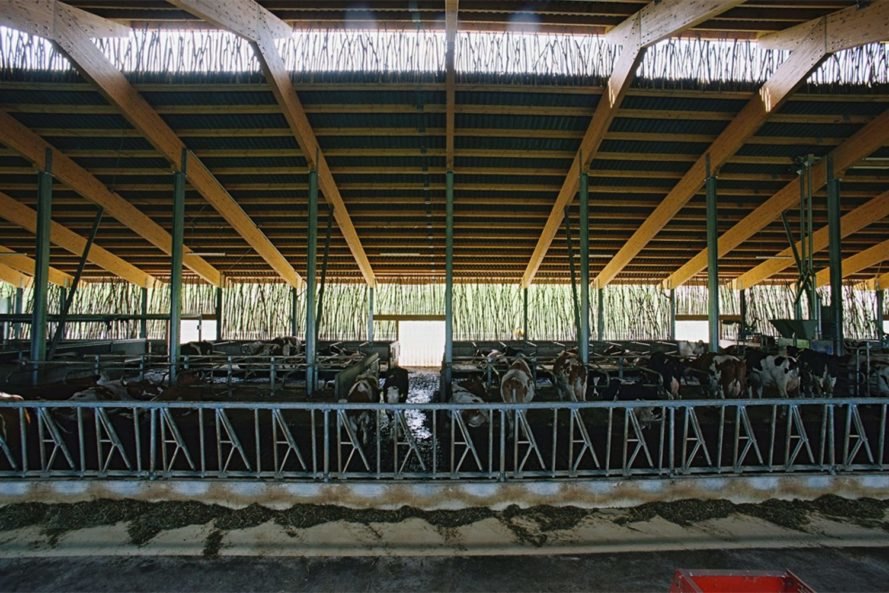 Beautiful cow barn in Basel is made of tree branches topped with a ...