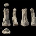 Discovery of ancient middle finger bone completely upends what we know ...