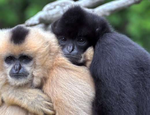Scientists discover new gibbon species inside ancient Chinese tomb