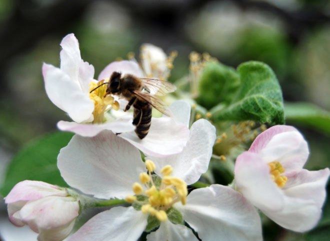 Canada moves to ban bee-killing pesticides