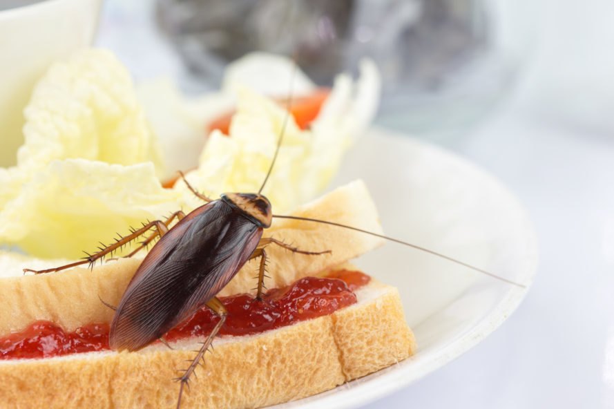 In China, cockroaches are leading the fight against food waste