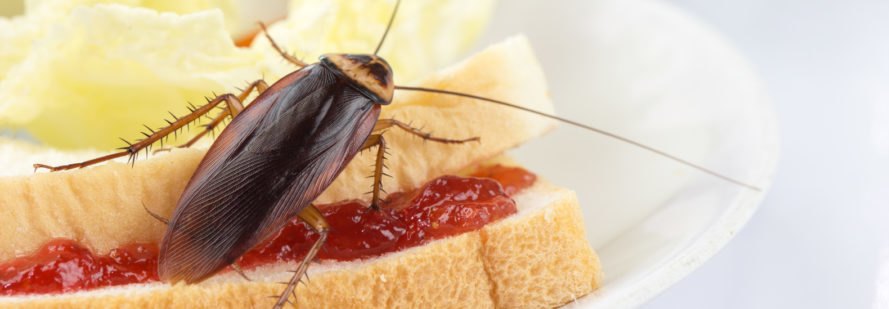 Cockroaches Food China
