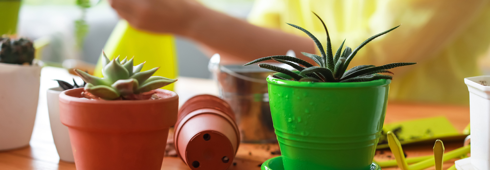 Clean your plants and reap the reward of clean air