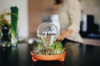 Grow microgreens year-round with the Patella Crescenda
