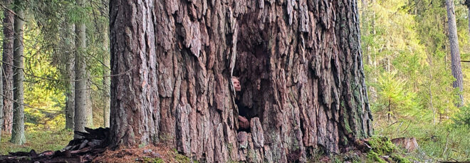 Pine Bark Hut resembles an actual tree in a forest