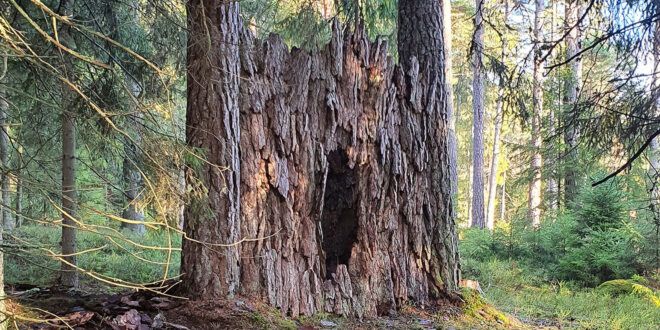 Pine Bark Hut resembles an actual tree in a forest