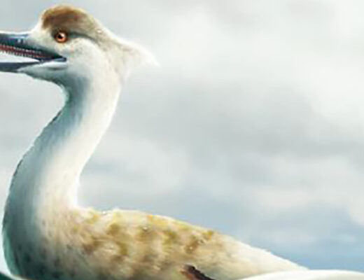 Scientists unearth fossil of a new swimming dinosaur